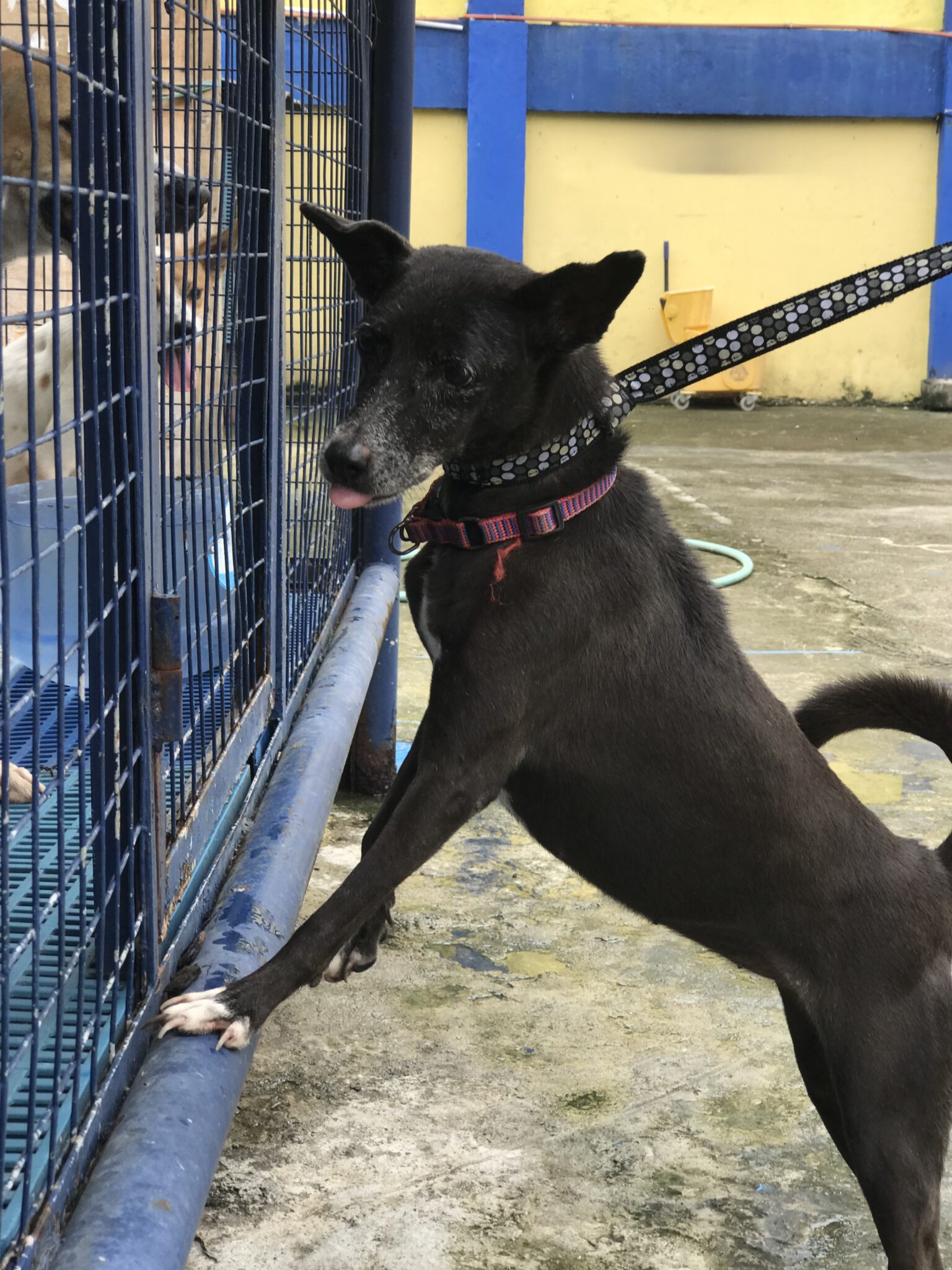 Happy National Aspin Day! – Carizza Chua